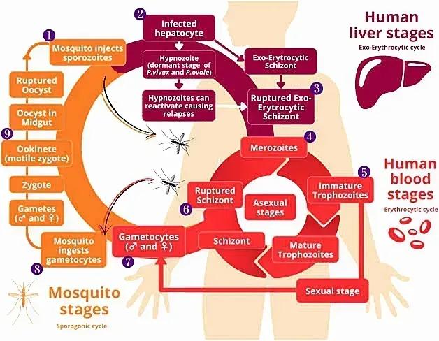 FinGurú - AI4M: Enhancing Malaria Predictability Using AI by CLEMENT UMOH